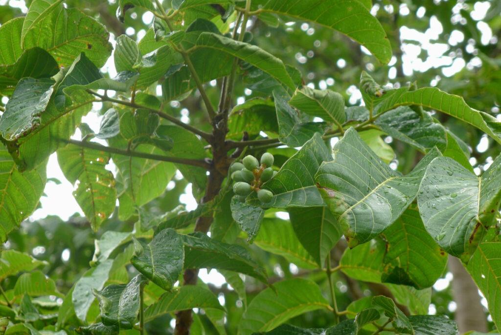 Elemi (Canarium luzonicum) – Natural Alchemy