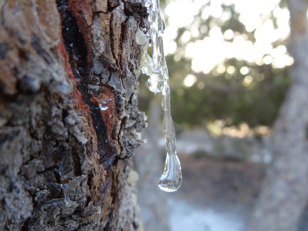 Mastic (Pistacia lentiscus) – Natural Alchemy