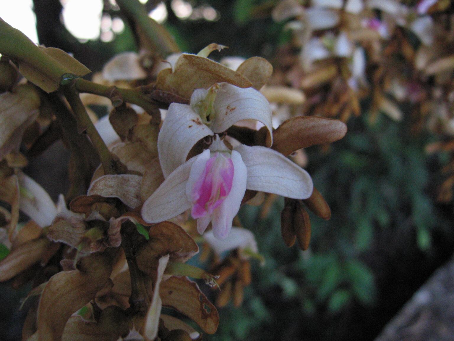 Tonka Bean Absolute (Dipteryx odorata) – Natural Alchemy