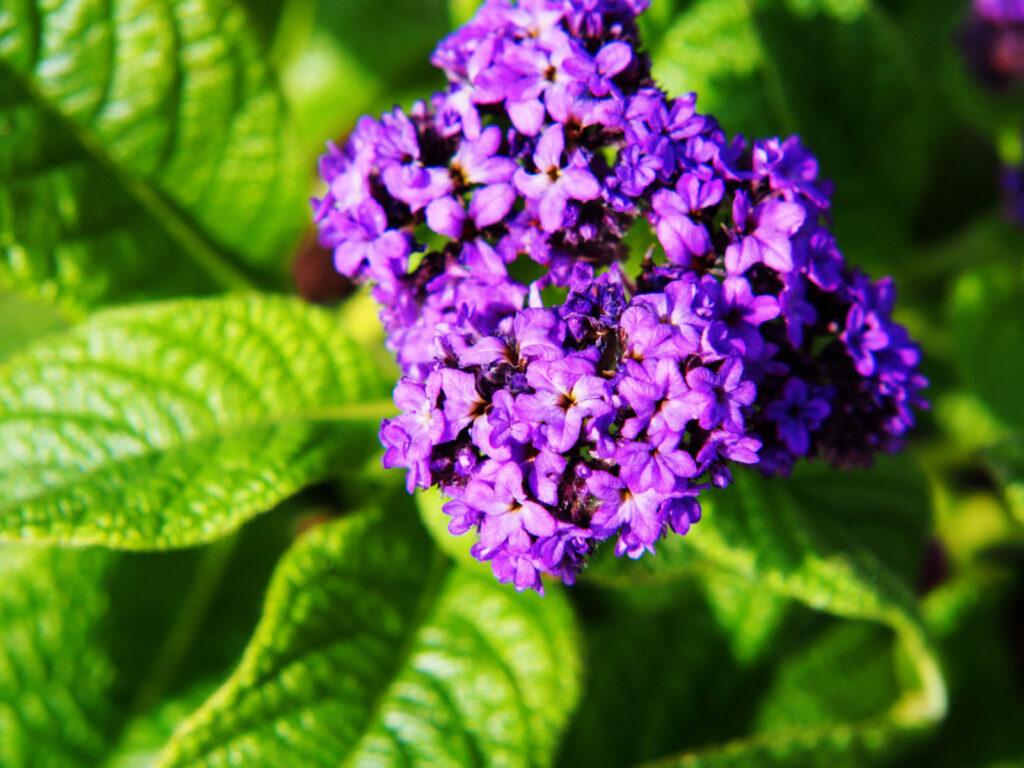 Heliotrope Absolute (Heliotropium arborescens) – Natural Alchemy