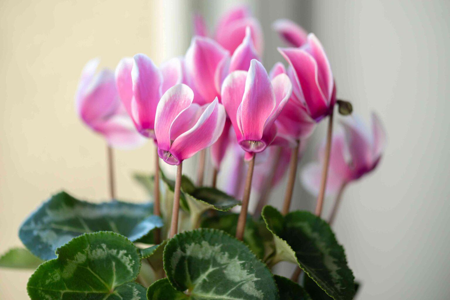 Cyclamen (Cyclamen Persicum) – Natural Alchemy